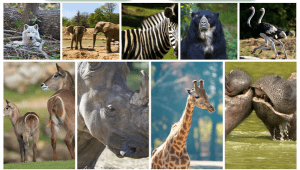 Wow Safari Thoiry Avis 2026 : tarifs, horaires, animaux